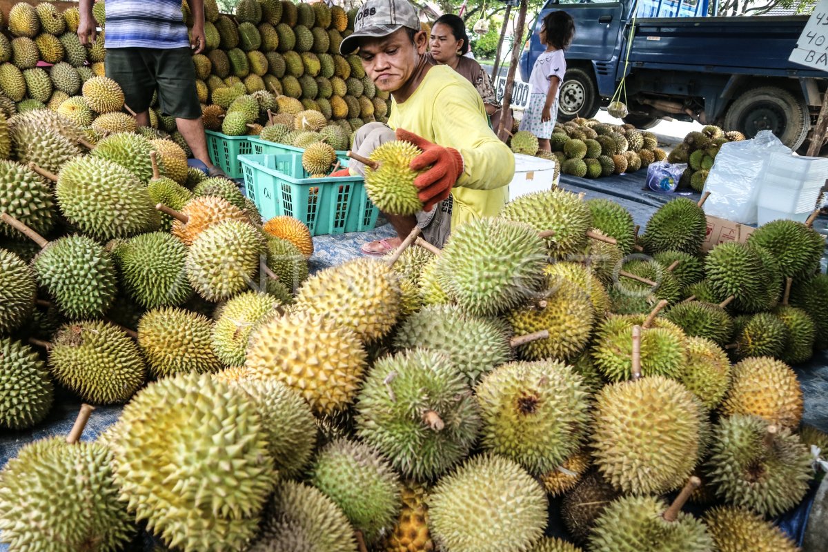 Musim durian Kasongan khas Kalimantan Tengah | ANTARA Foto