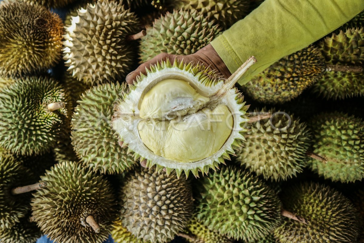 Musim durian Kasongan khas Kalimantan Tengah | ANTARA Foto