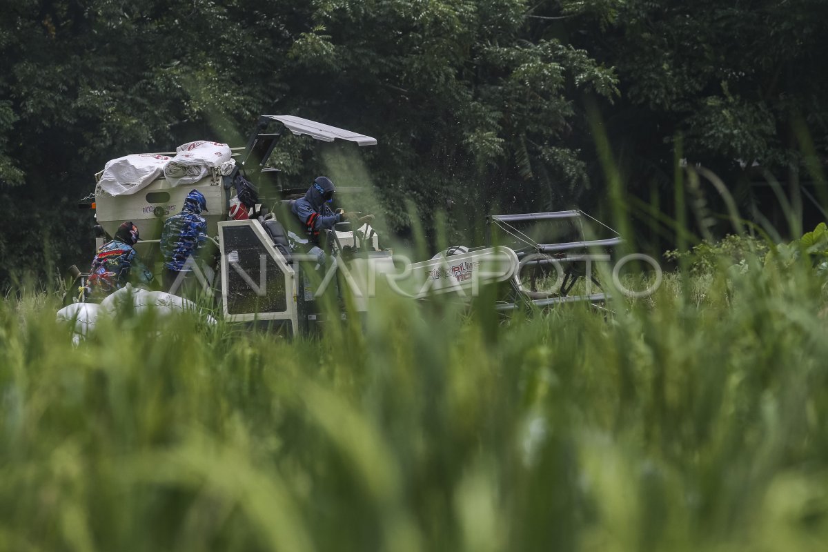Luas panen padi menurun sepanjang 2024 | ANTARA Foto