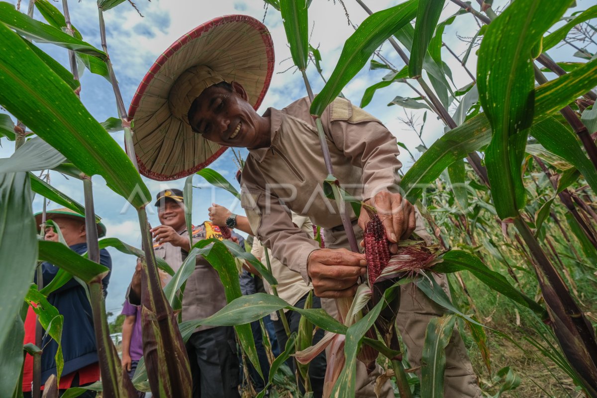 Penanaman jagung guna dukung swasembada pangan Nasional | ANTARA Foto