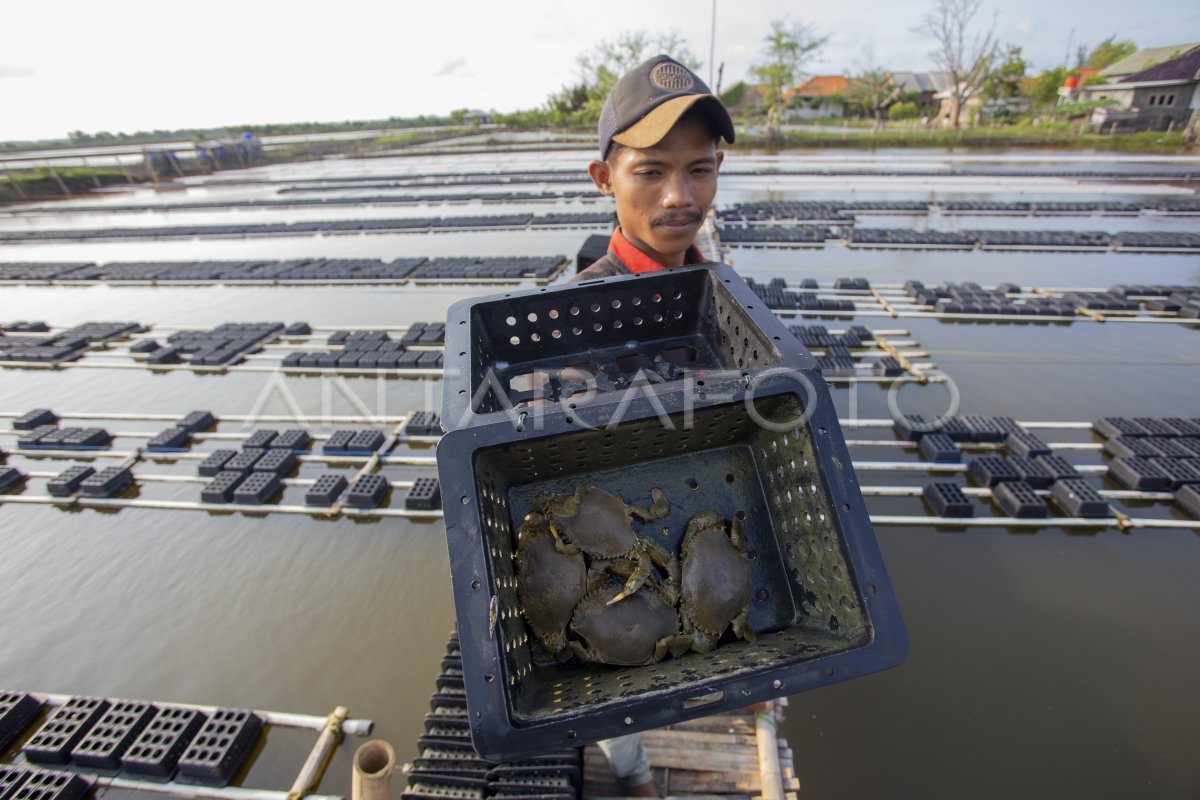 Budi daya kepiting soka di Indramayu | ANTARA Foto