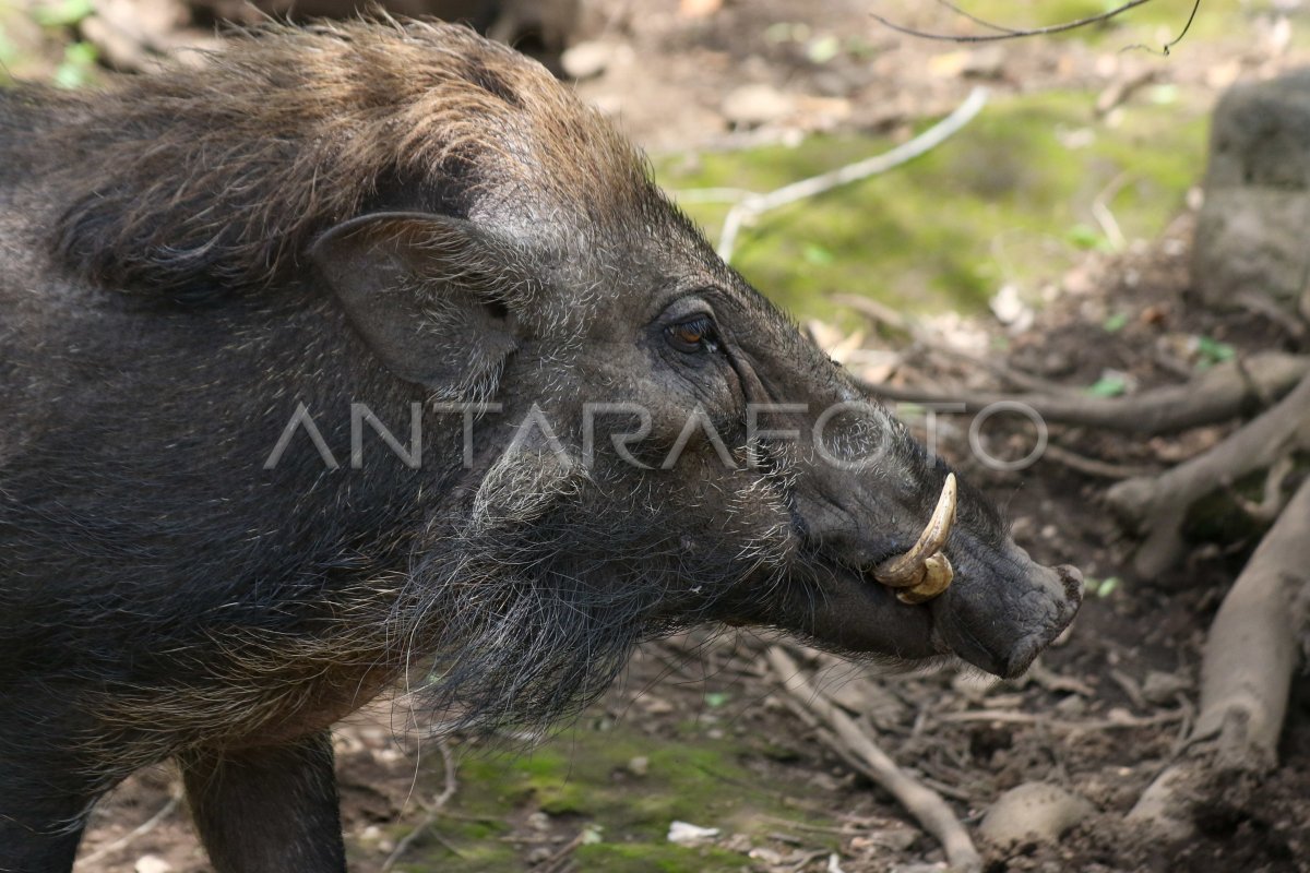 Babi Kutil terancam punah | ANTARA Foto