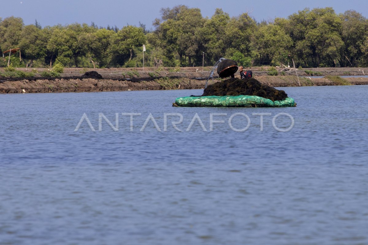 KKP fokuskan rumput laut sebagai komoditas unggulan | ANTARA Foto