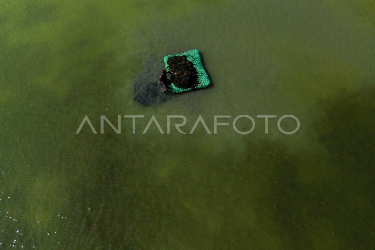 KKP fokuskan rumput laut sebagai komoditas unggulan | ANTARA Foto