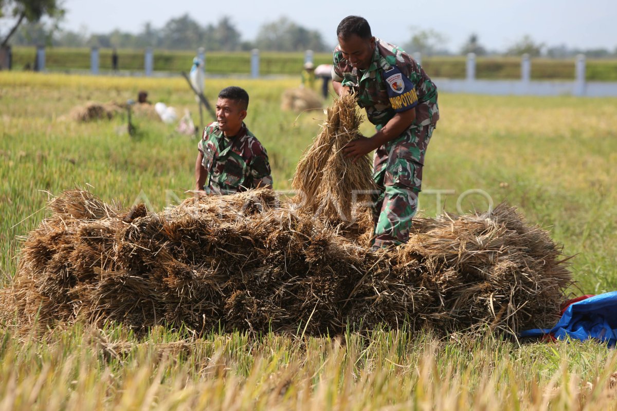 Panen padi di lahan ketahanan pangan Lanud SIM | ANTARA Foto