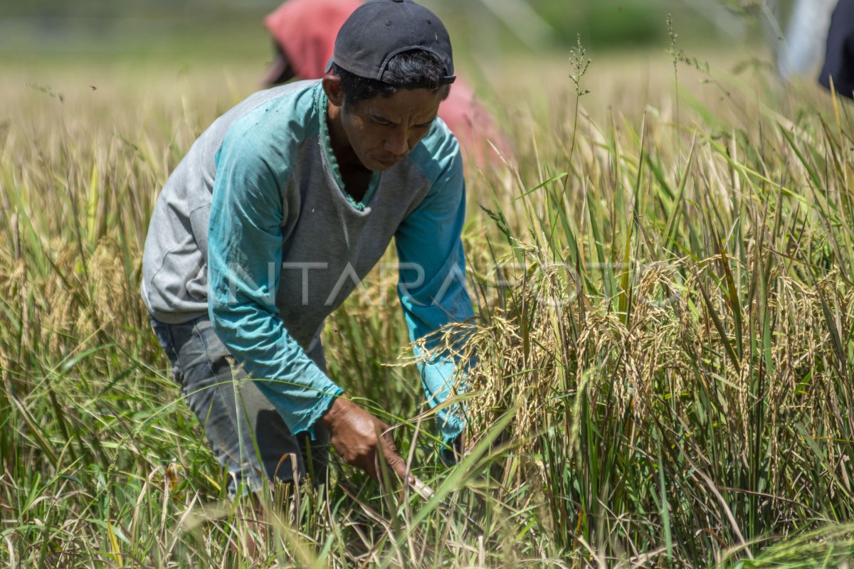 Realisasi serapan beras petani di Sulteng | ANTARA Foto
