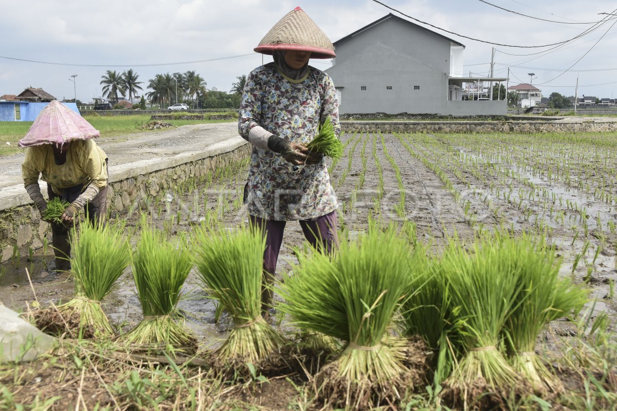 Tanam padi mempercepat swasembada pangan | ANTARA Foto