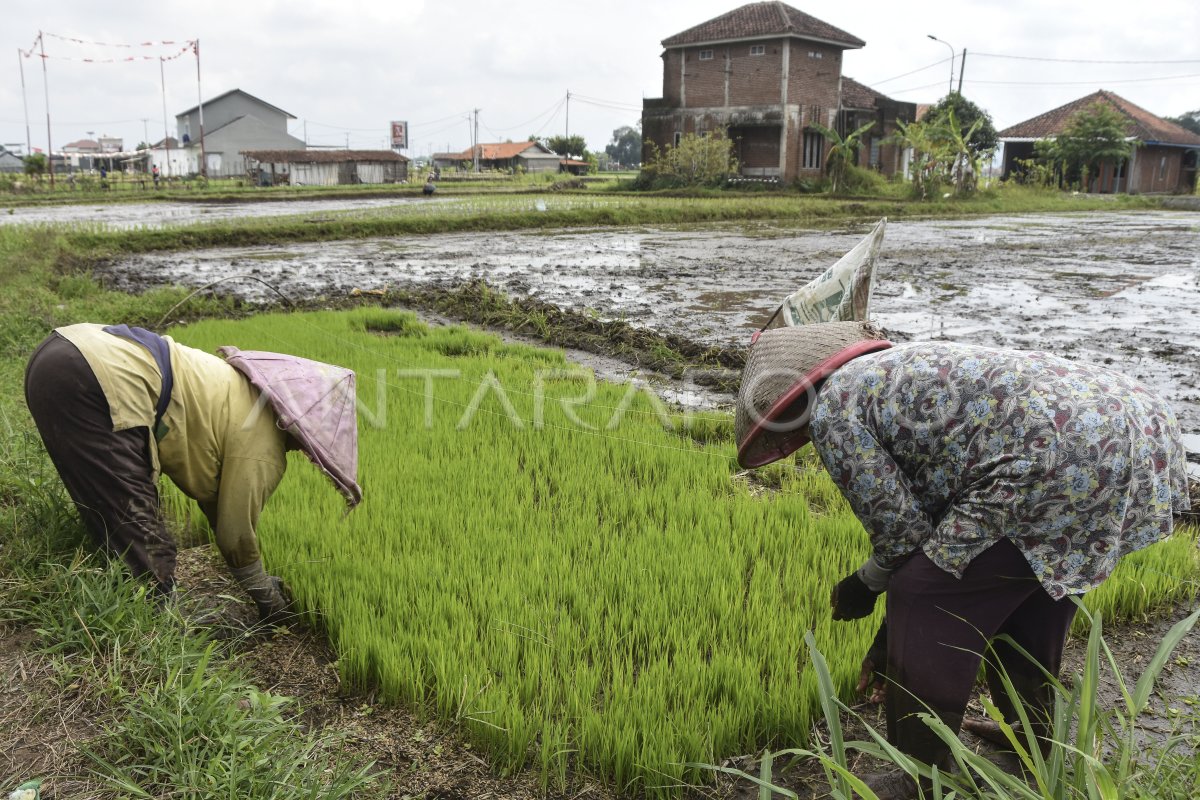 Tanam padi mempercepat swasembada pangan | ANTARA Foto
