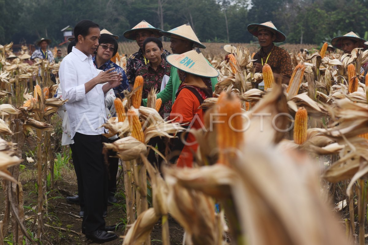 PRESIDEN PANEN RAYA JAGUNG | ANTARA Foto