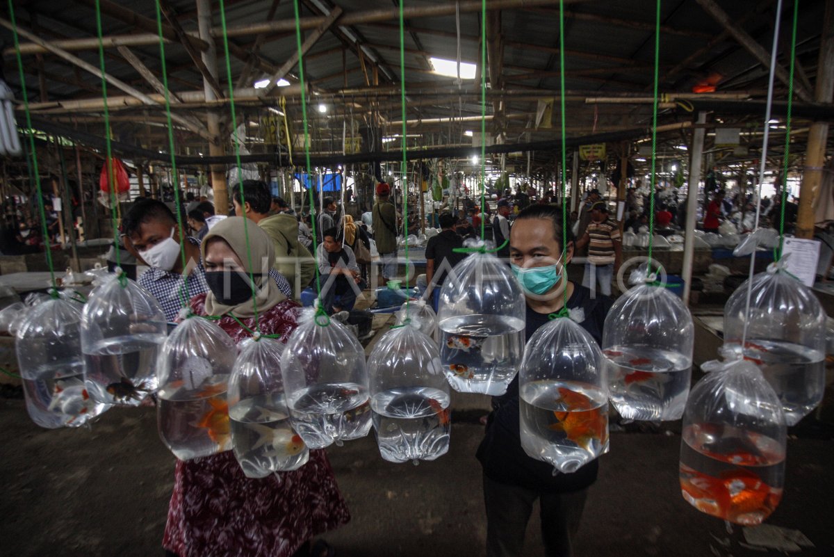 PASAR IKAN HIAS TERBESAR DI INDONESIA | ANTARA Foto PASAR IKAN HIAS TERBESAR DI INDONESIA | ANTARA Foto