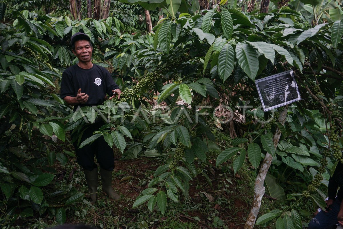 SELUK-BELUK TANAMAN KOPI | ANTARA Foto SELUK-BELUK TANAMAN KOPI | ANTARA Foto