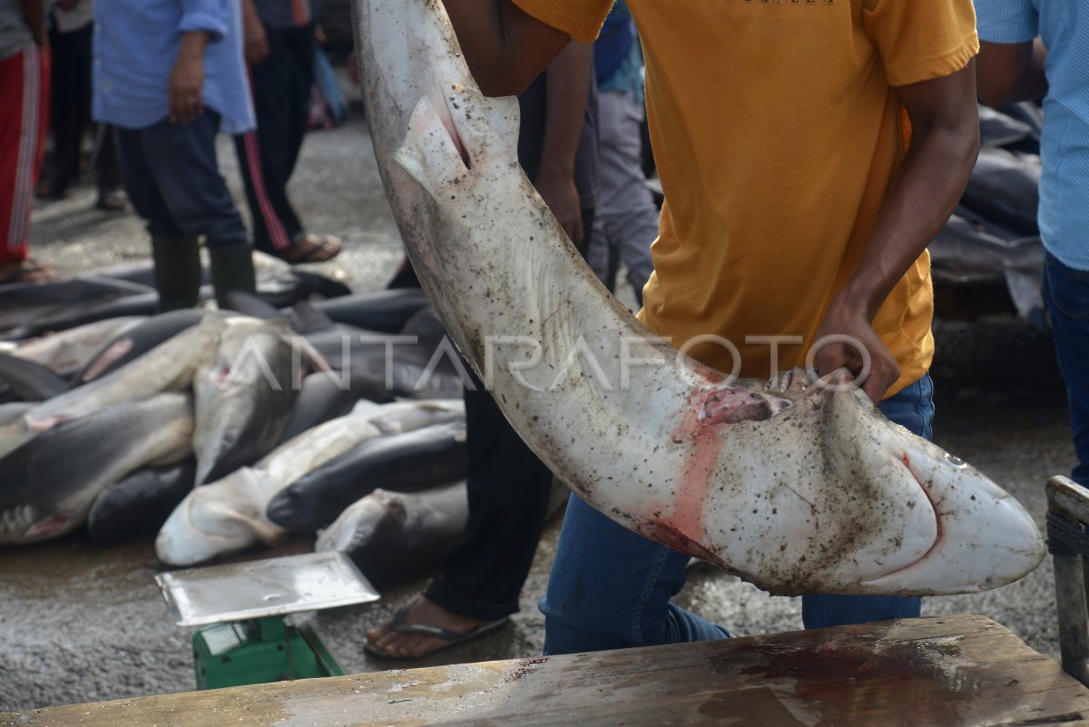 PENANGKAPAN IKAN HIU | ANTARA Foto