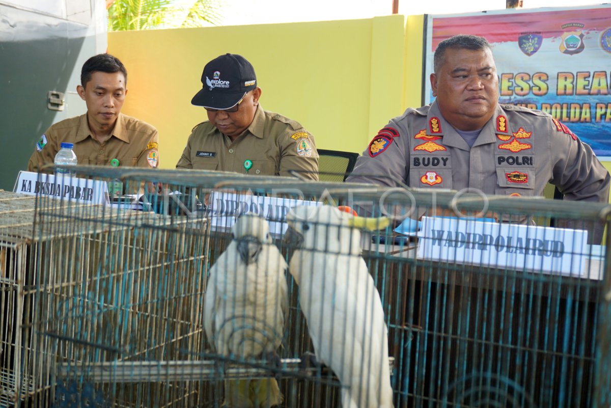 Perdagangan satwa dilindungi di Papua Barat | ANTARA Foto