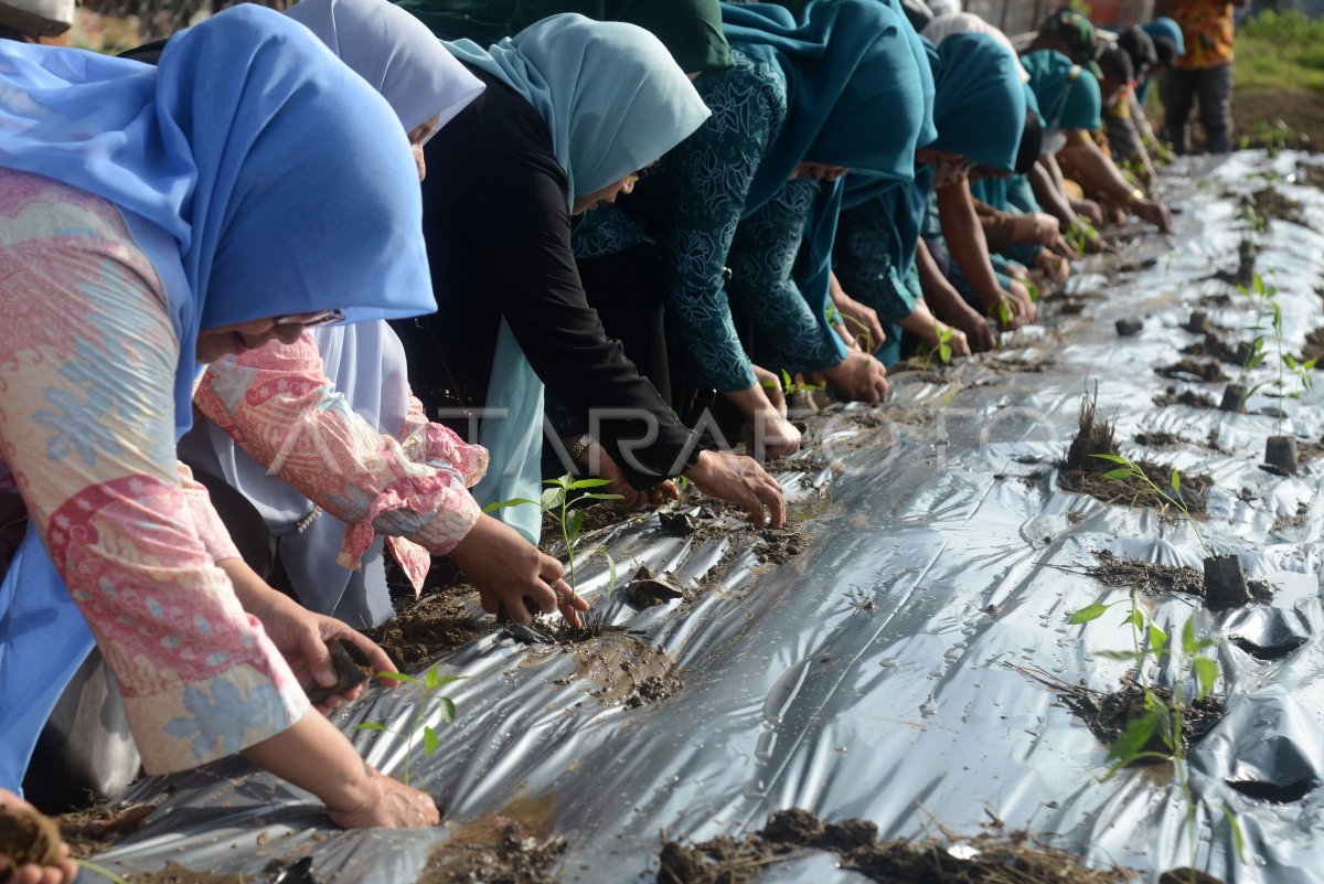 Gerakan Tanam Cabai Serentak se-Indonesia di Aceh | ANTARA Foto Gerakan Tanam Cabai Serentak se-Indonesia di Aceh | ANTARA Foto