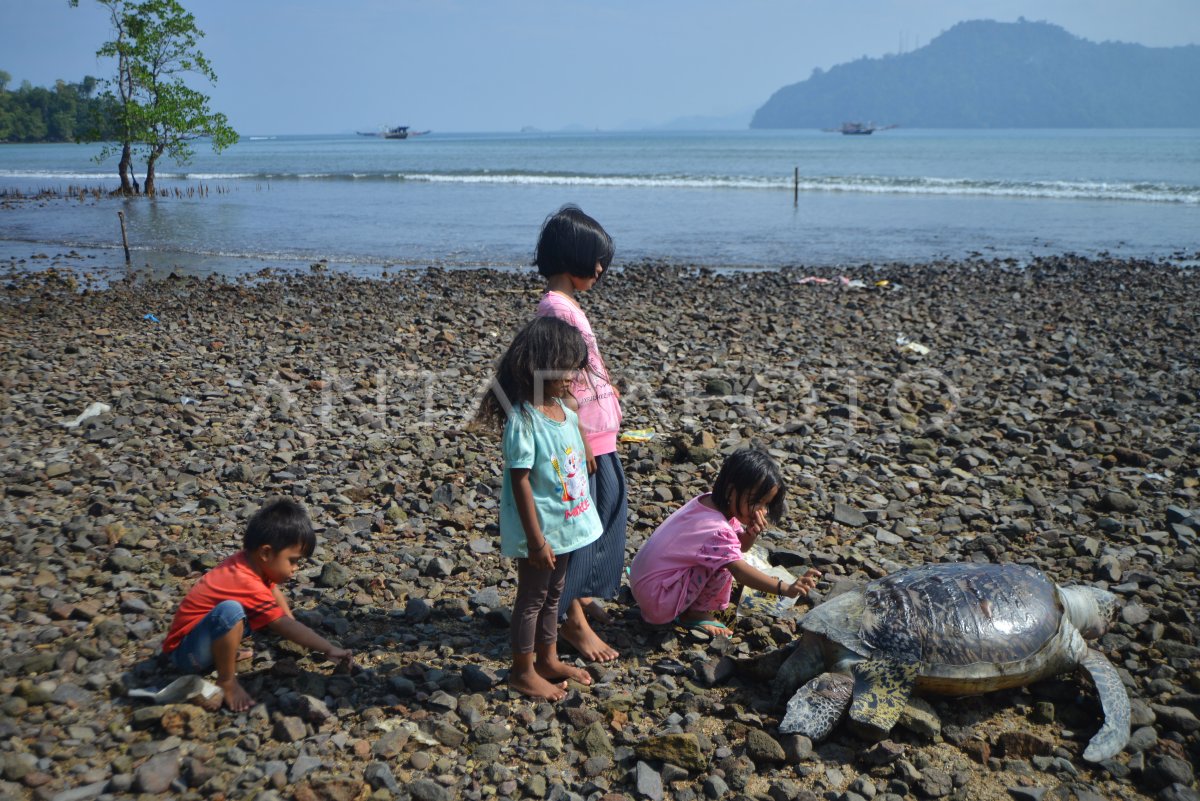 Penyu mati terdampar di Padang | ANTARA Foto Penyu mati terdampar di Padang | ANTARA Foto