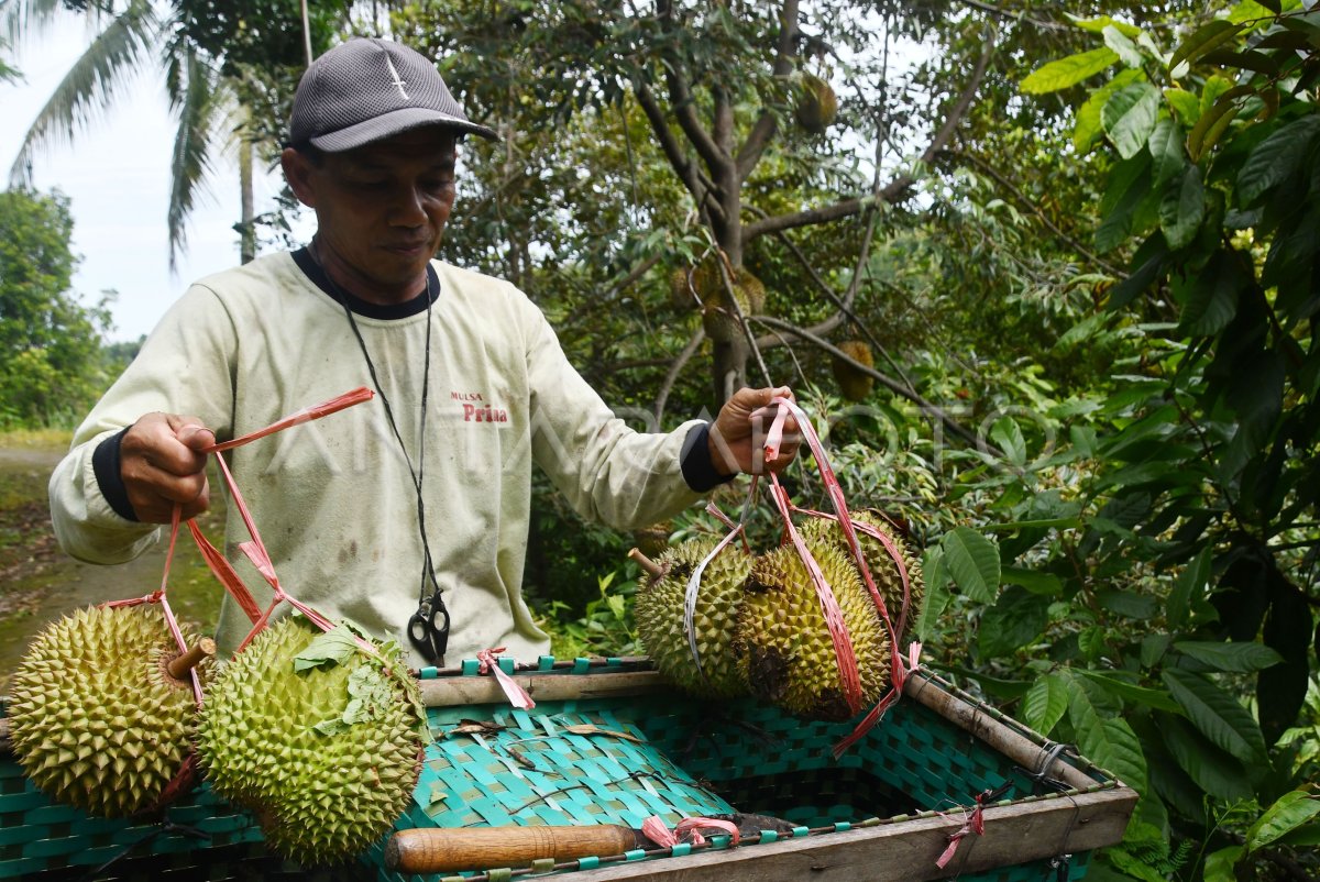 Panen durian di Madiun | ANTARA Foto