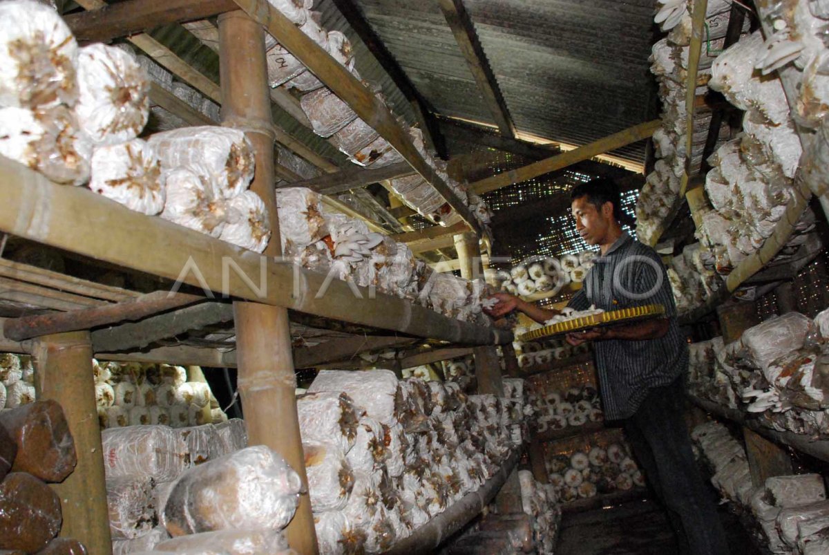 BUDIDAYA JAMUR TIRAM | ANTARA Foto BUDIDAYA JAMUR TIRAM | ANTARA Foto