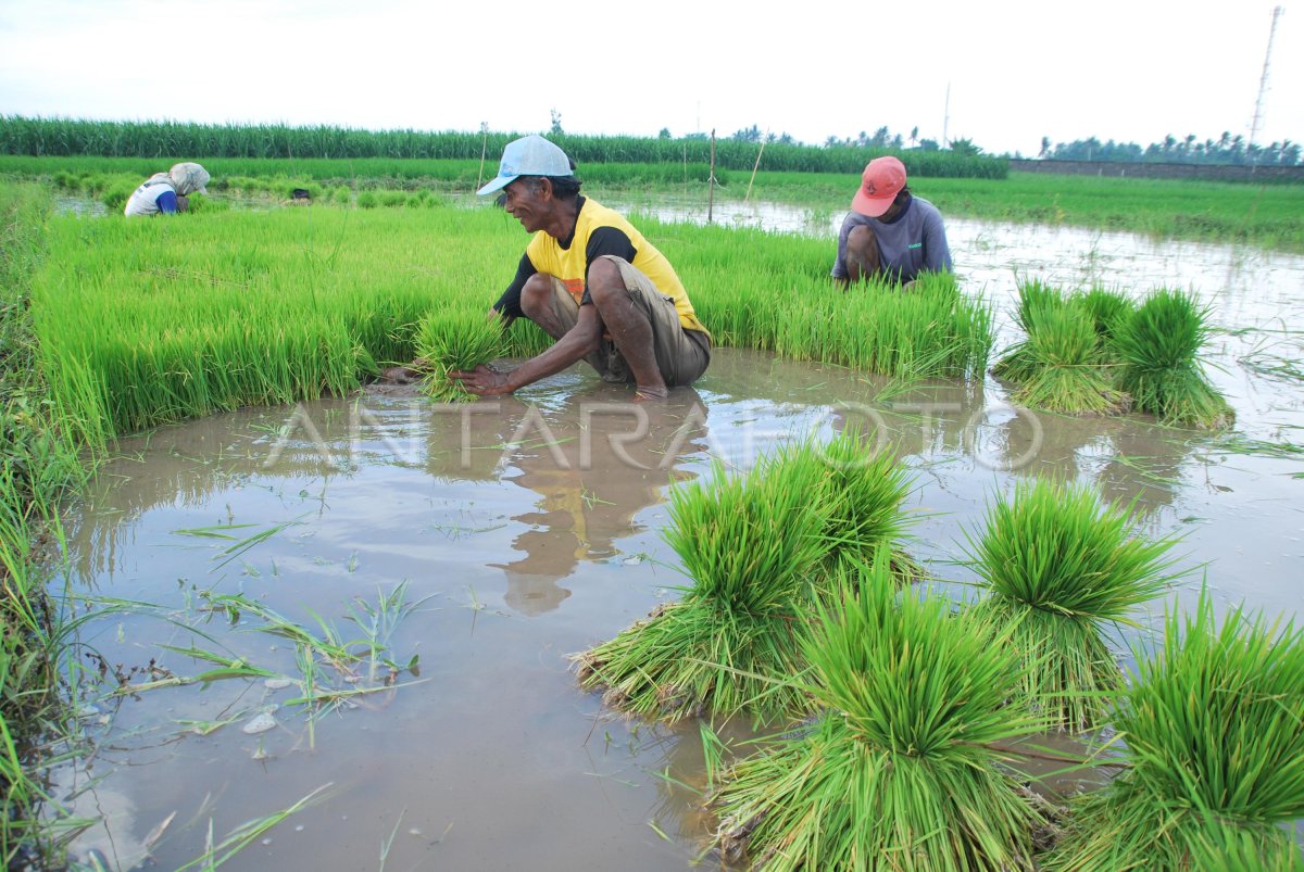 SUBSIDI BENIH | ANTARA Foto