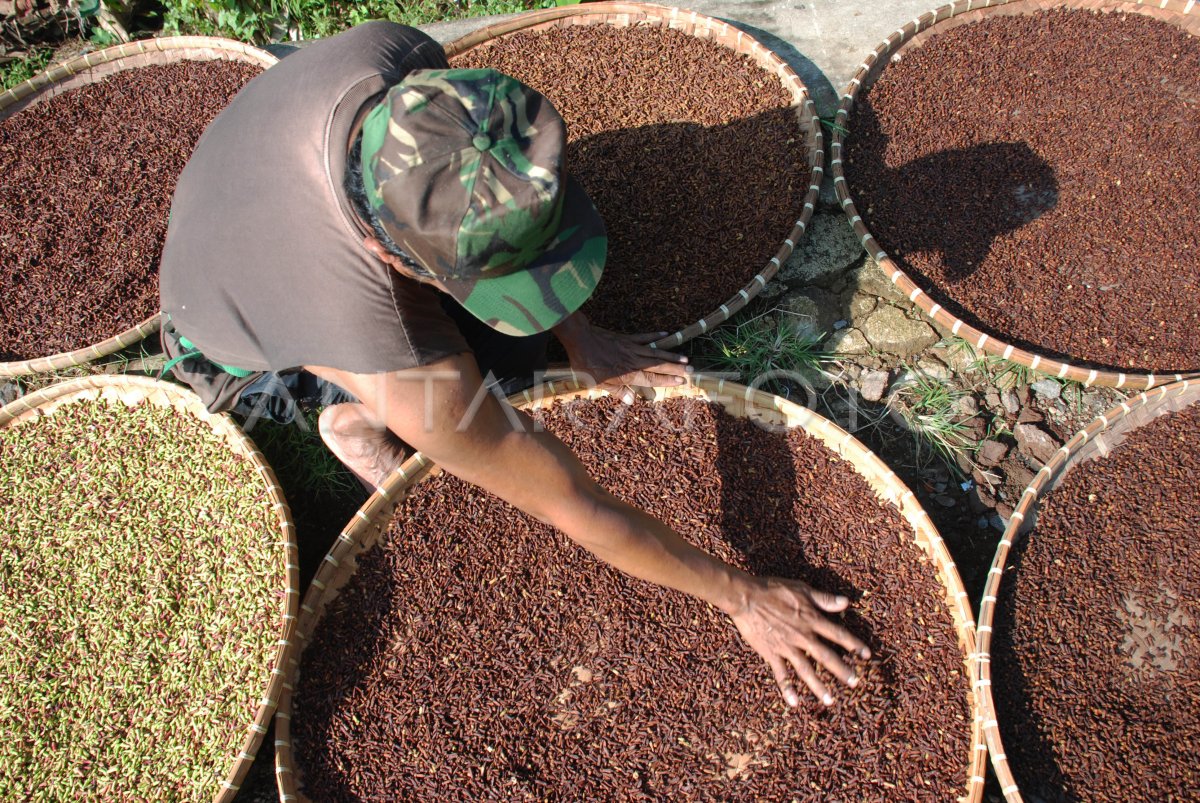 HASIL CENGKEH MENURUN | ANTARA Foto
