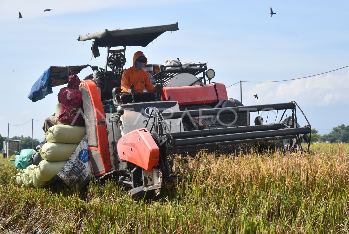 Potensi produksi beras nasional Maret-April 2024 | ANTARA Foto Potensi produksi beras nasional Maret-April 2024 | ANTARA Foto