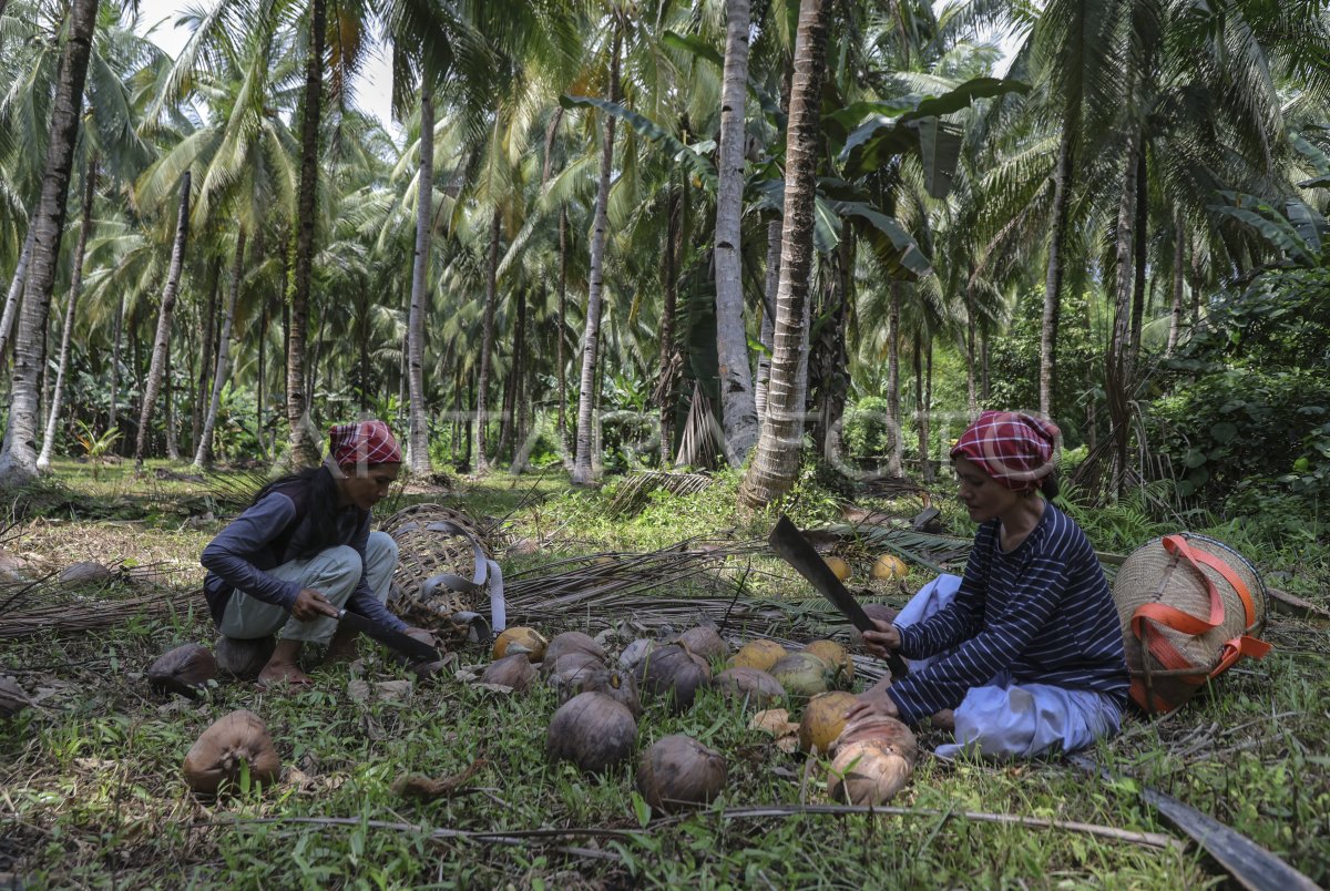 PTPN bakal bangun kebun kelapa di berbagai wilayah di Indonesia | ANTARA Foto