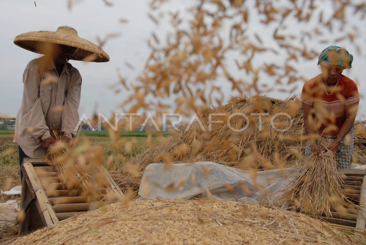 PANEN PADI | ANTARA Foto