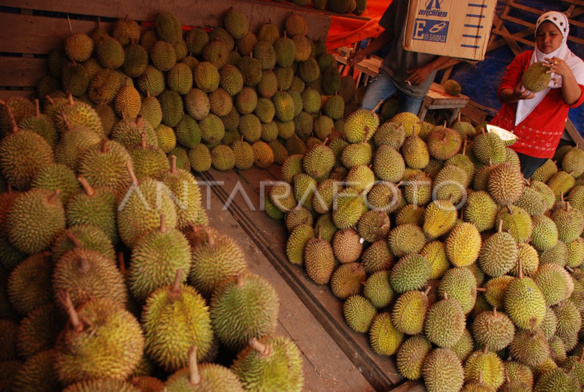 MUSIM DURIAN | ANTARA Foto