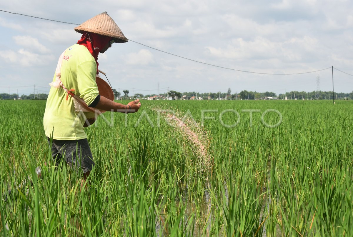 Target produksi padi nasional 2025 | ANTARA Foto