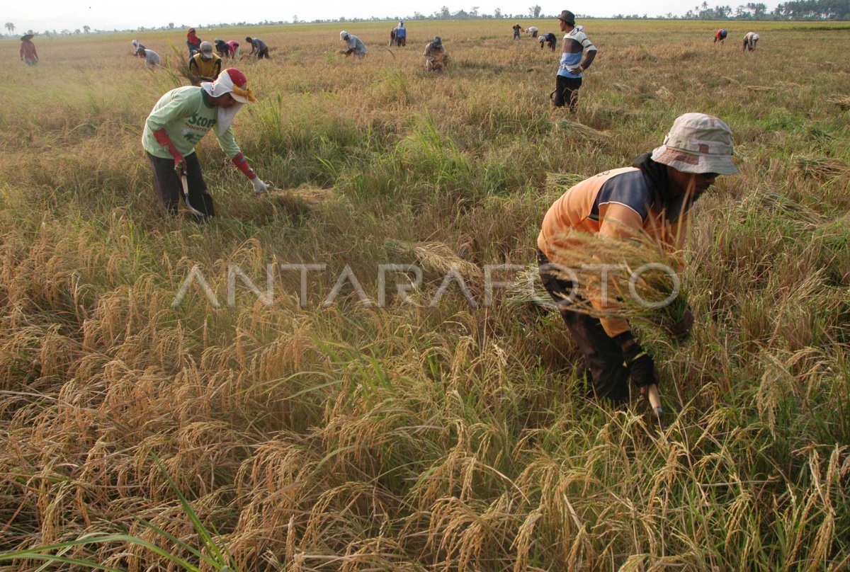 PANEN RAYA | ANTARA Foto