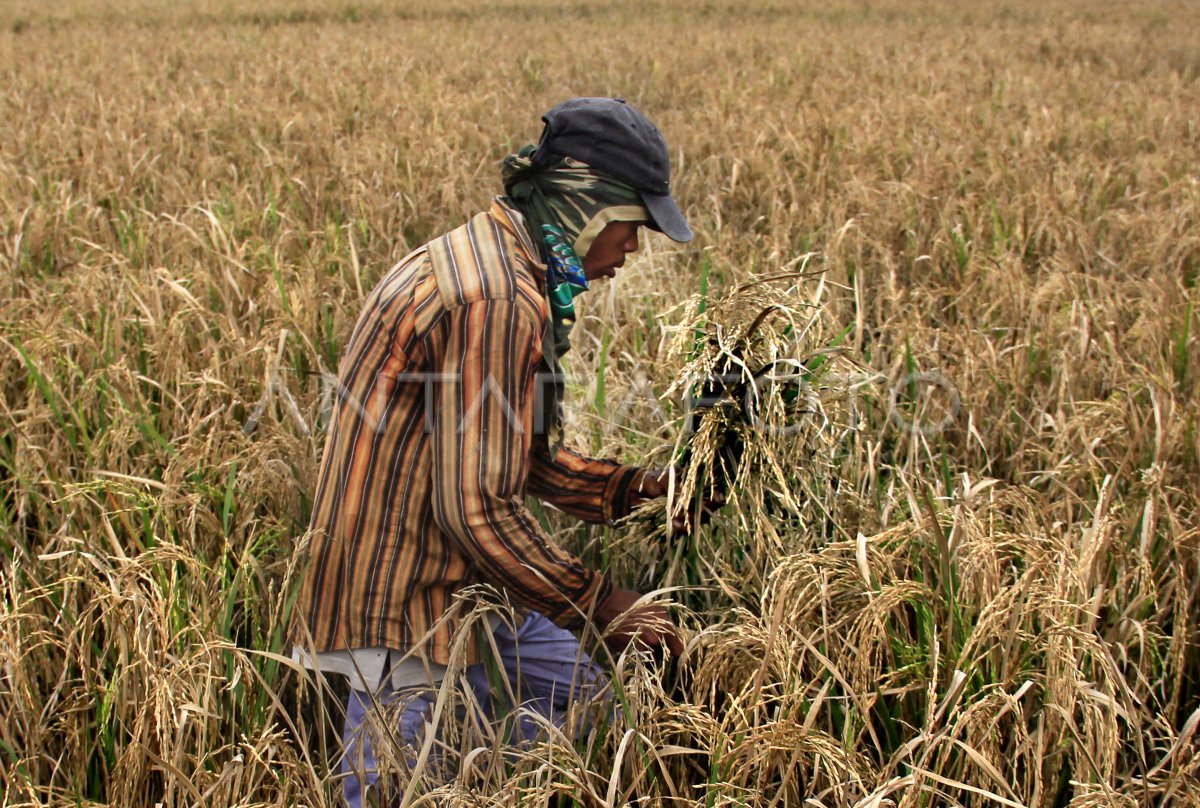 GAGAL PANEN | ANTARA Foto