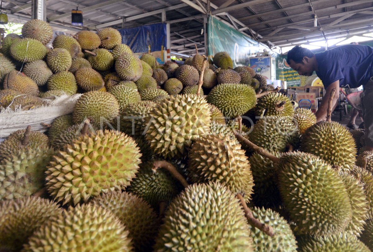 DURIAN SEASON IN LIGHTS | ANTARA Foto
