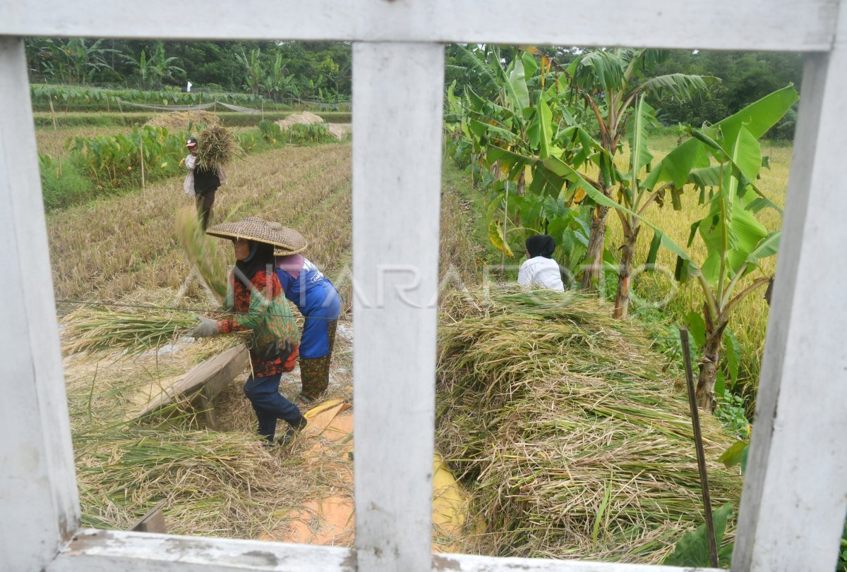 Panen raya padi organik di Kota Bogor | ANTARA Foto