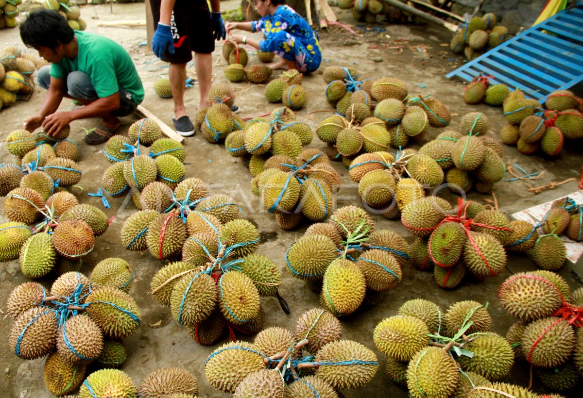 PANEN RAYA BUAH DURIAN DI MAMUJU | ANTARA Foto