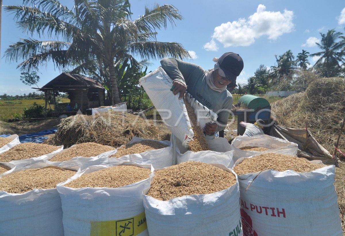 Realisasi serapan beras petani | ANTARA Foto