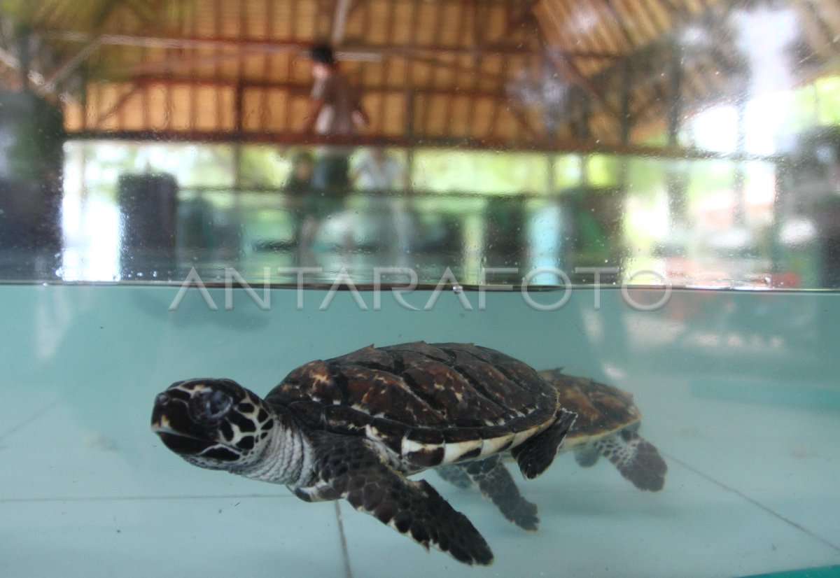 PENANGKARAN KURA-KURA | ANTARA Foto