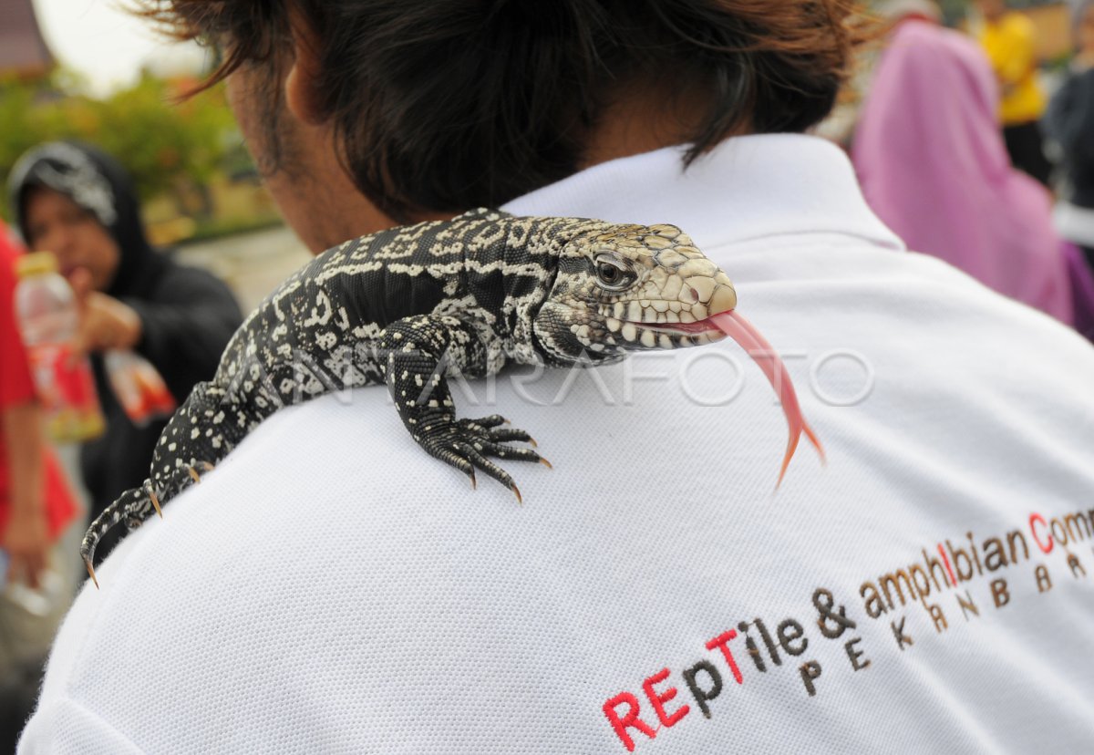 KOMUNITAS PECINTA REPTIL | ANTARA Foto