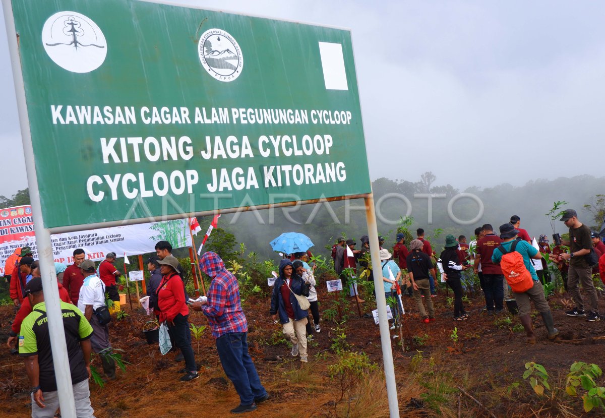 Penanaman pohon bambu di Pegunungan Cycloop Papua | ANTARA Foto