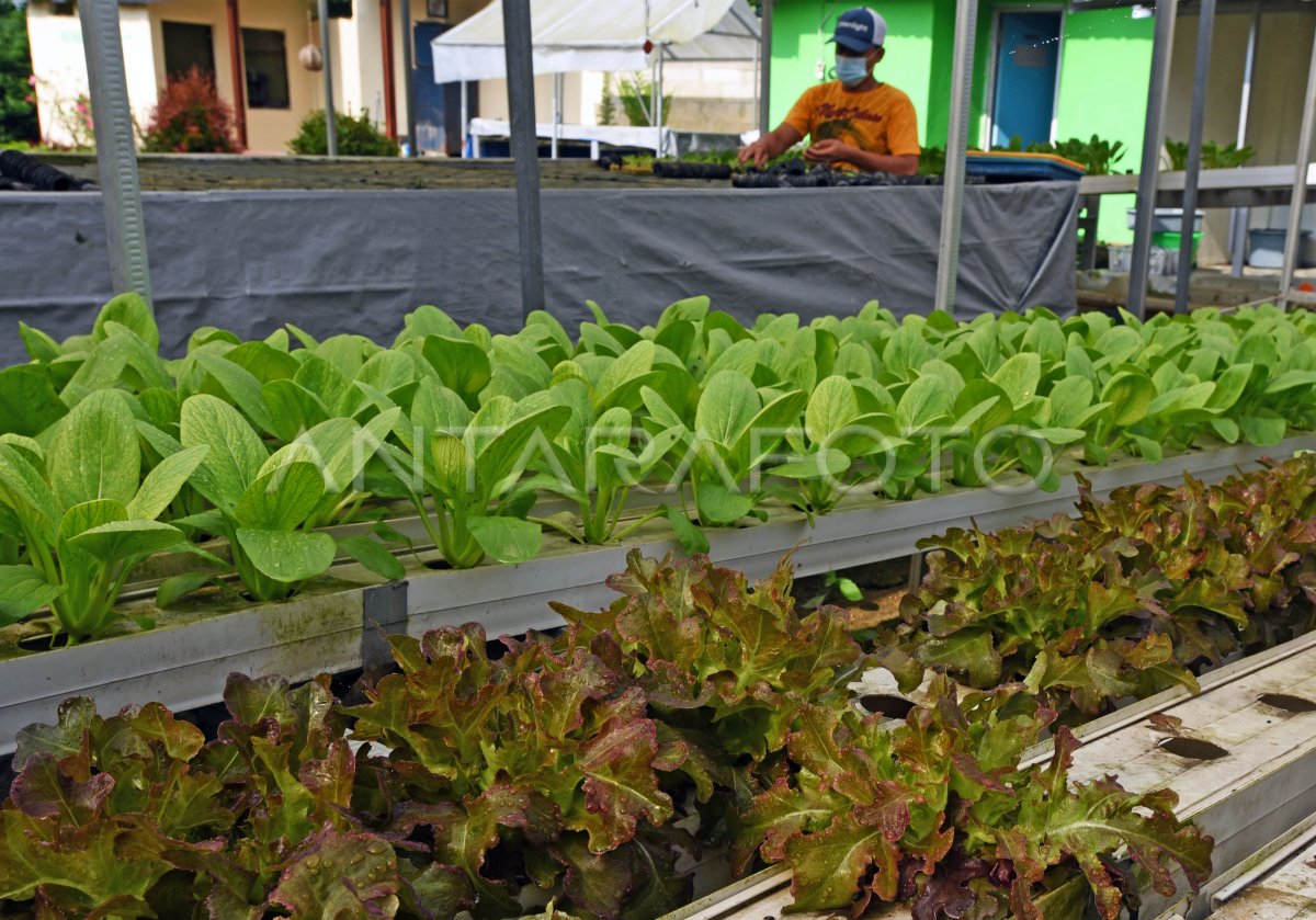 BUDIDAYA SAYURAN SISTEM HIDROPONIK | ANTARA Foto