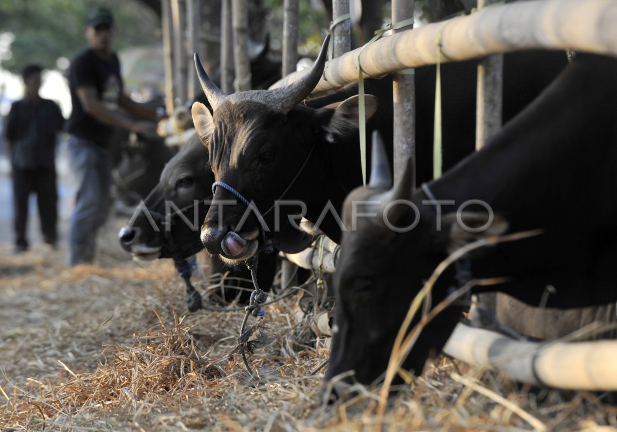 SAPI KURBAN | ANTARA Foto