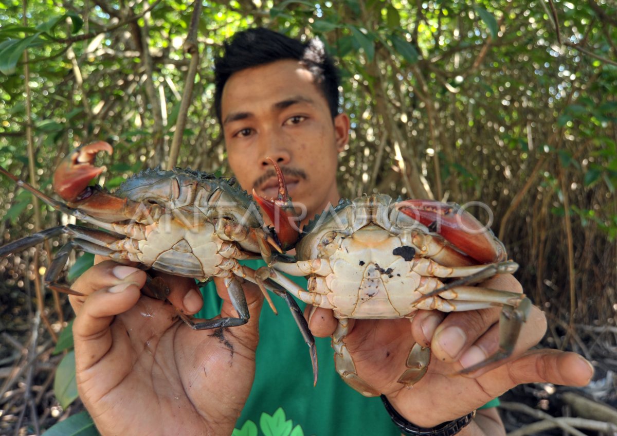 PELESTARIAN MANGROVE DAN KEPITING BAKAU | ANTARA Foto
