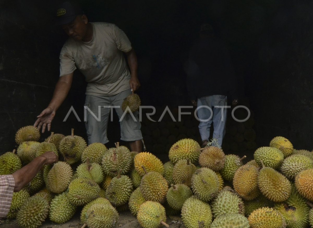 Musim durian di Lampung | ANTARA Foto