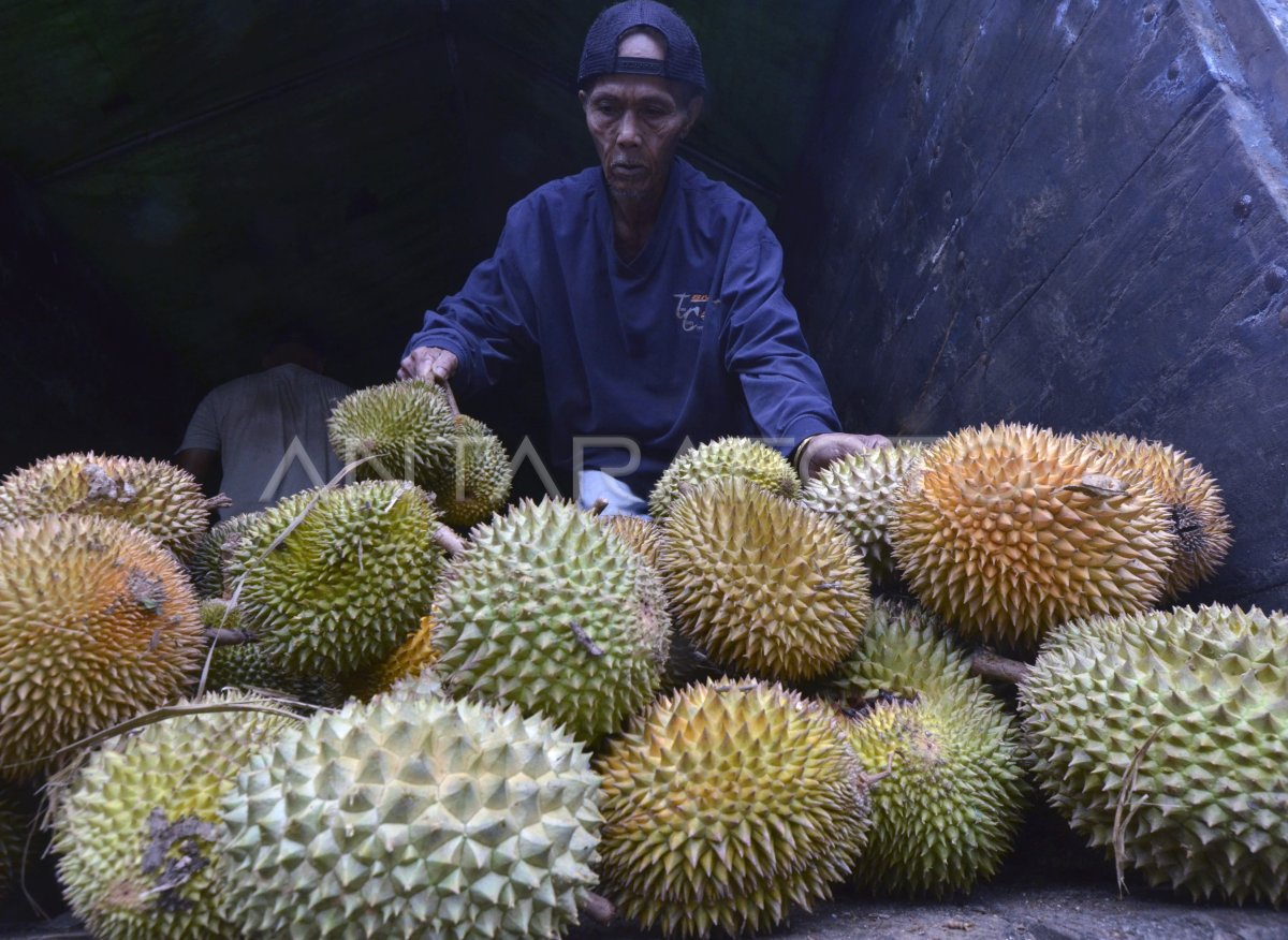 Musim durian di Lampung | ANTARA Foto