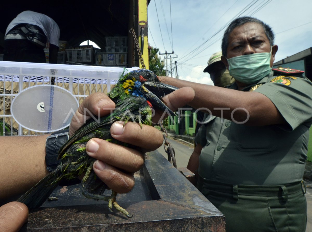 UNGKAP KASUS PENYELUNDUPAN SATWA DILINDUNGI | ANTARA Foto