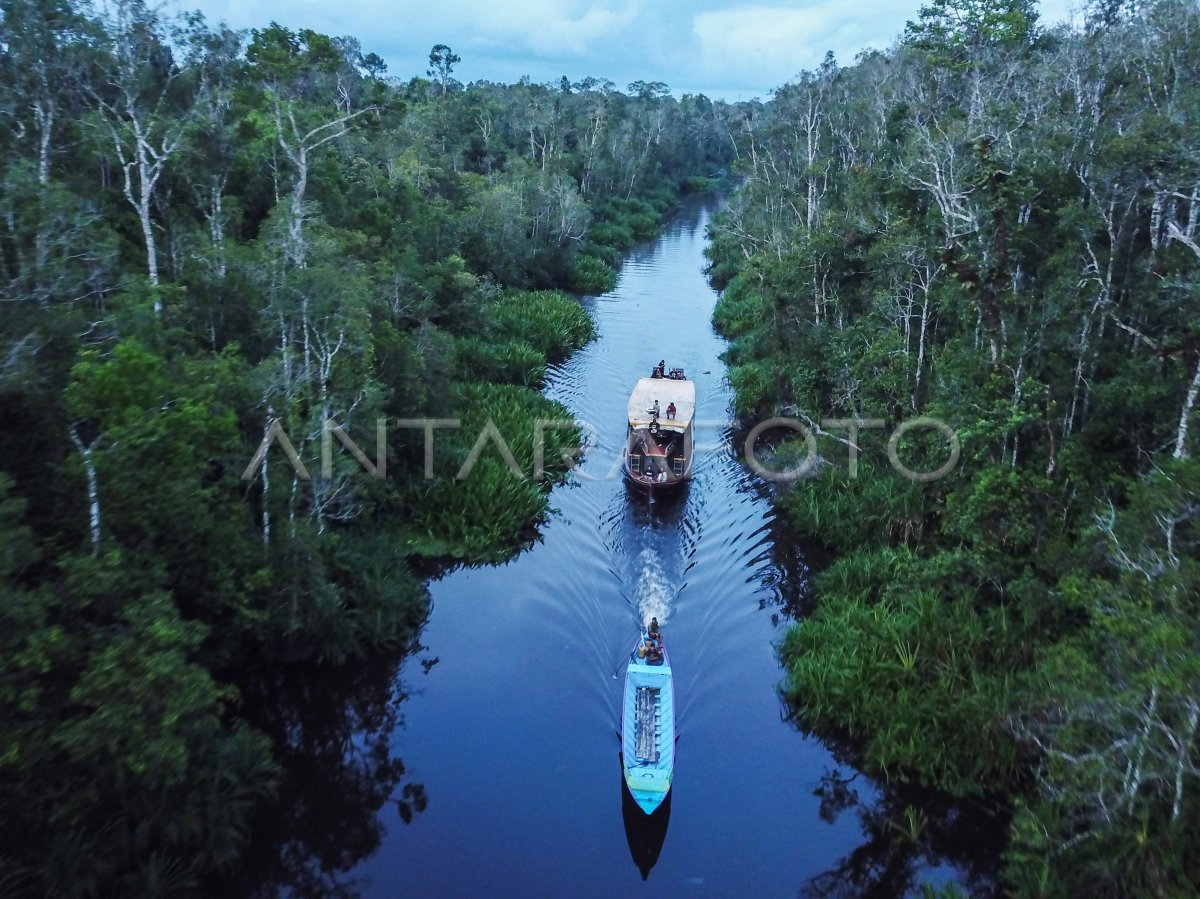 WISATA SUSUR SUNGAI TAMAN NASIONAL TANJUNG PUTING | ANTARA Foto
