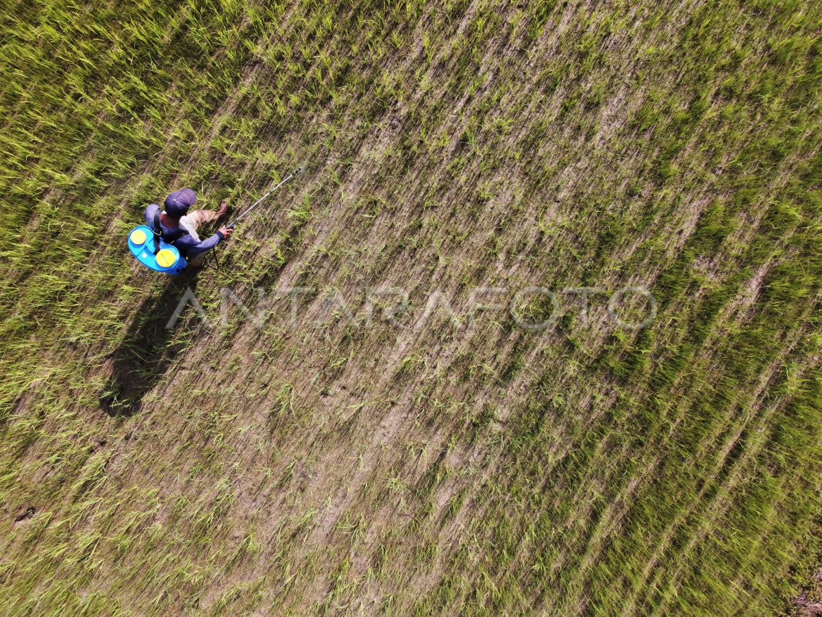 PANEN PADI TERANCAM GAGAL DI KONAWE SELATAN | ANTARA Foto PANEN PADI TERANCAM GAGAL DI KONAWE SELATAN | ANTARA Foto