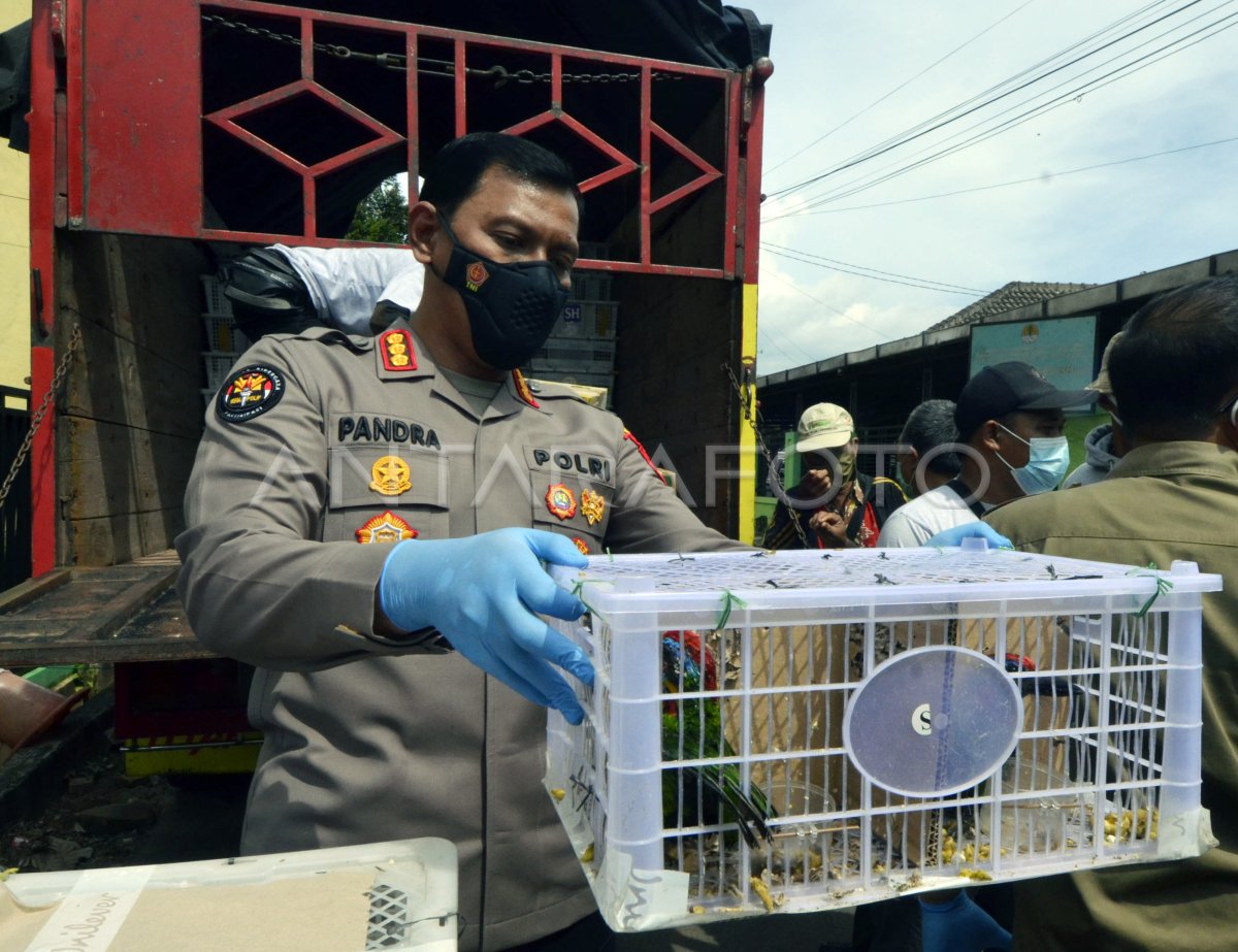 UNGKAP KASUS PENYELUNDUPAN SATWA DILINDUNGI | ANTARA Foto