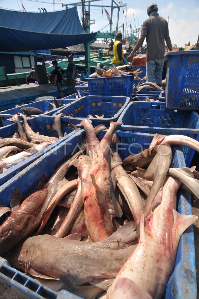 TANGKAPAN ANAK IKAN HIU | ANTARA Foto