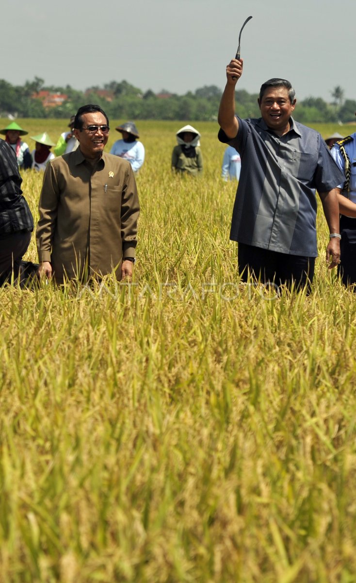 PANEN RAYA PADI | ANTARA Foto