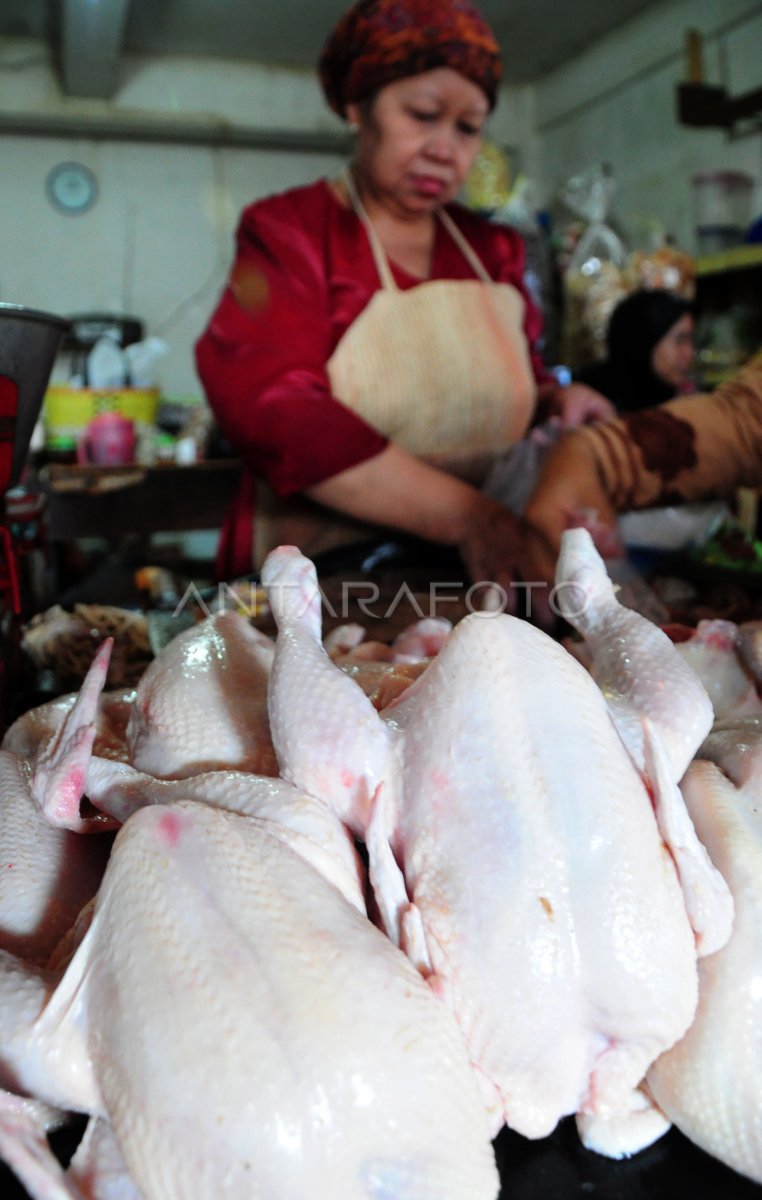 HARGA DAGING AYAM | ANTARA Foto