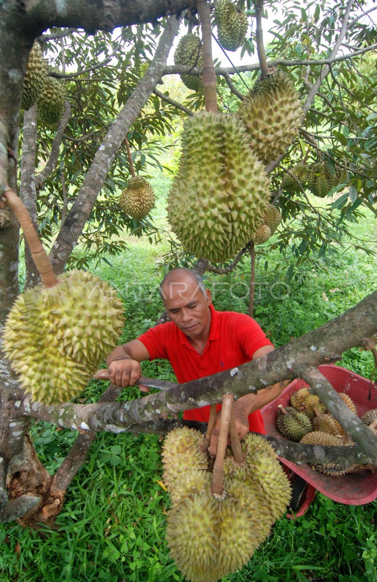 PANEN DURIAN DI SEMARANG | ANTARA Foto